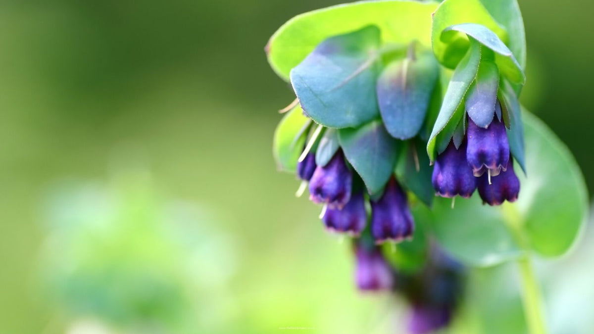 How to grow Cerinthe – The Floral Project