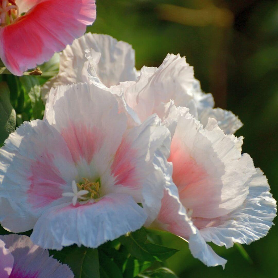 Godetia – The Floral Project