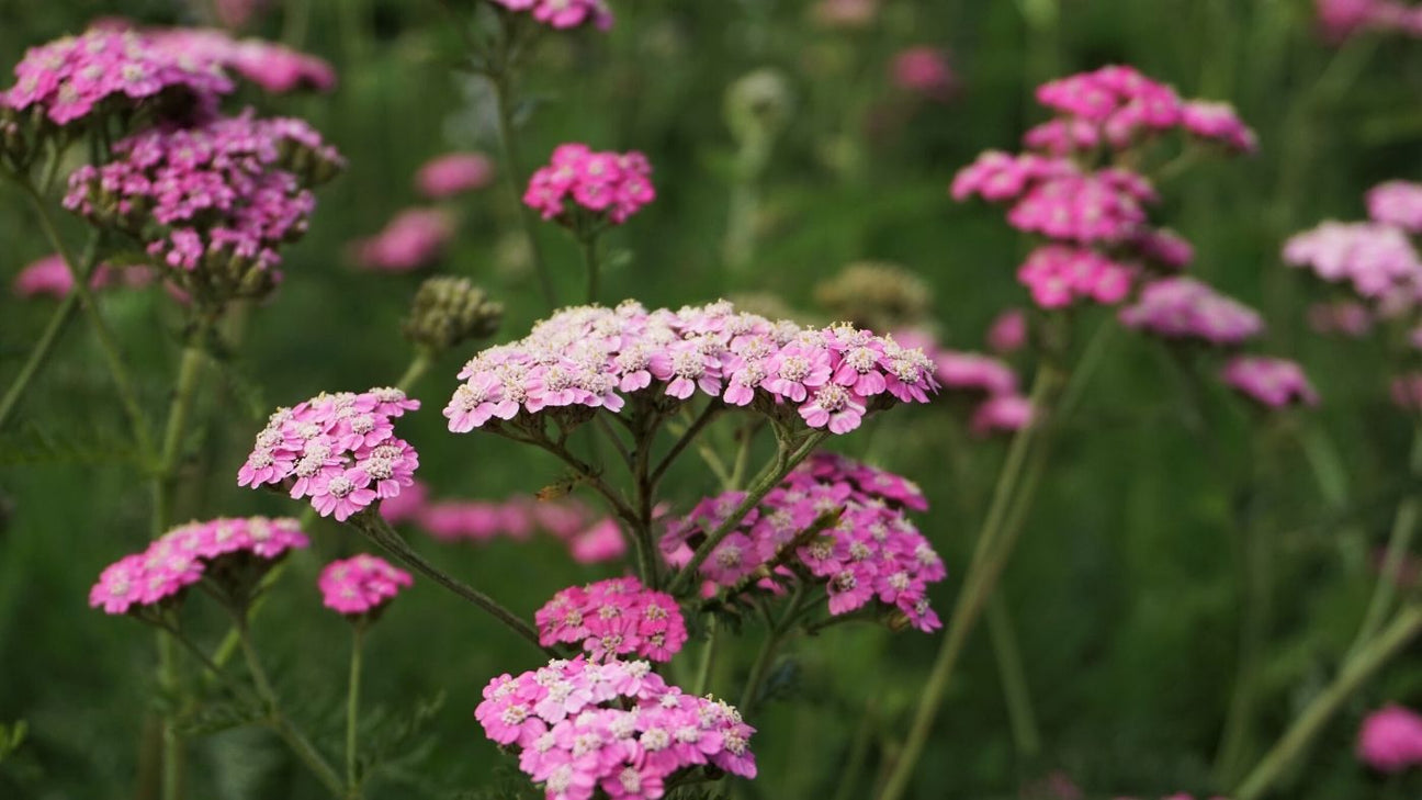 How to grow Achillea – The Floral Project