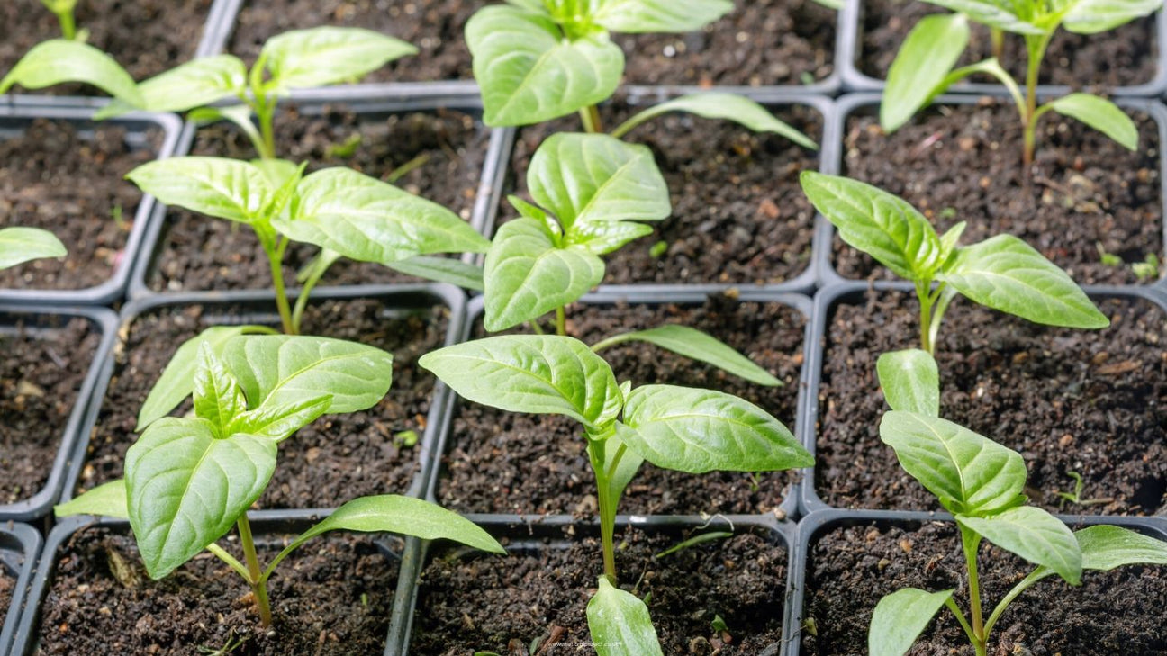 How to Prick Out Seedlings – The Floral Project